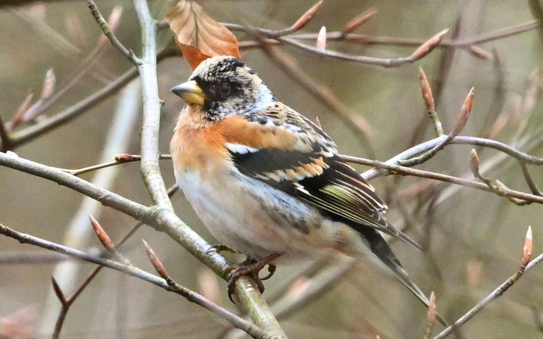 Finkar-arkiv - Mats G H Larsson